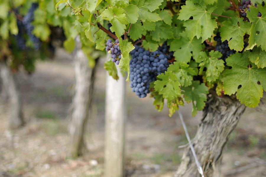 Contacter vignoble, négociant et embouteilleur en Maine-et-Loire
